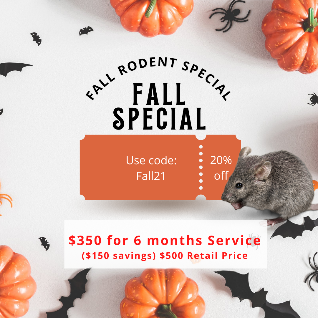 Fall Rodent Special - Rapid Pest Solutions