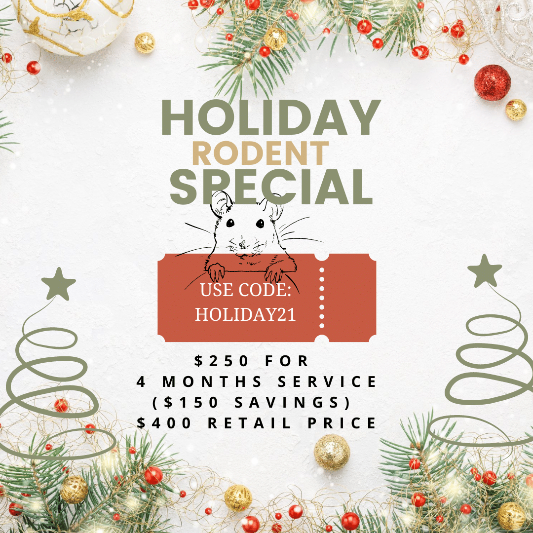 Holiday Rodent Special - Rapid Pest Solutions