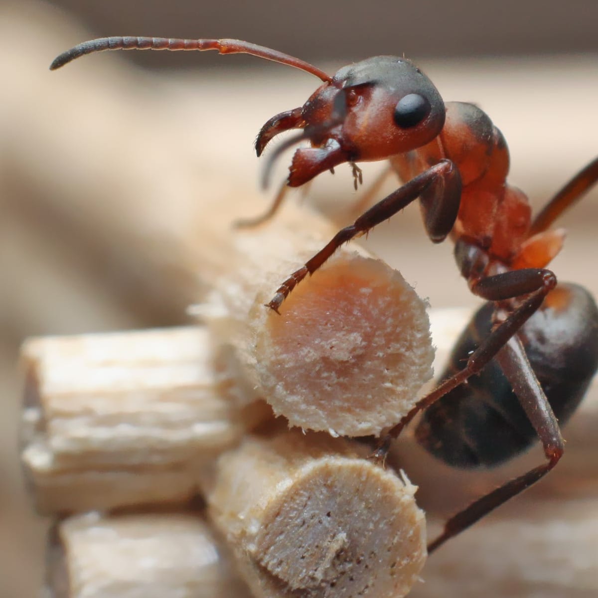 Rapid Pest Solutions - Residential and Business Pest Control