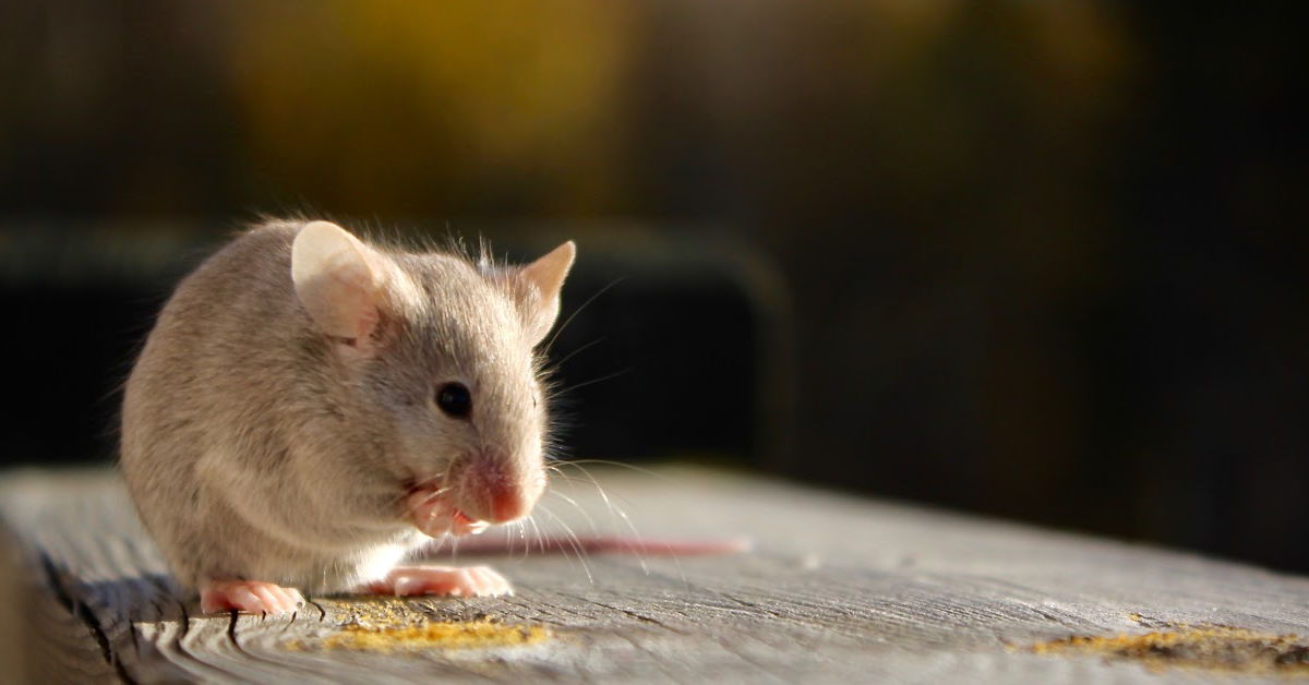 Rapid Pest Solutions - Residential and Business Pest Control